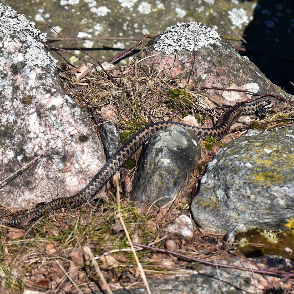 Hur ska man agera i terrängen om man blir biten av en huggorm eller ...